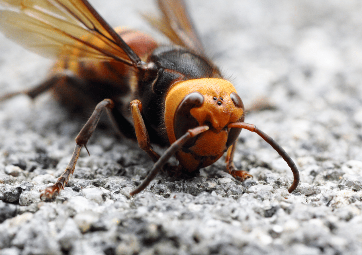 Servizio Disinfestazione Calabroni Cagliari | Rimozione Nidi